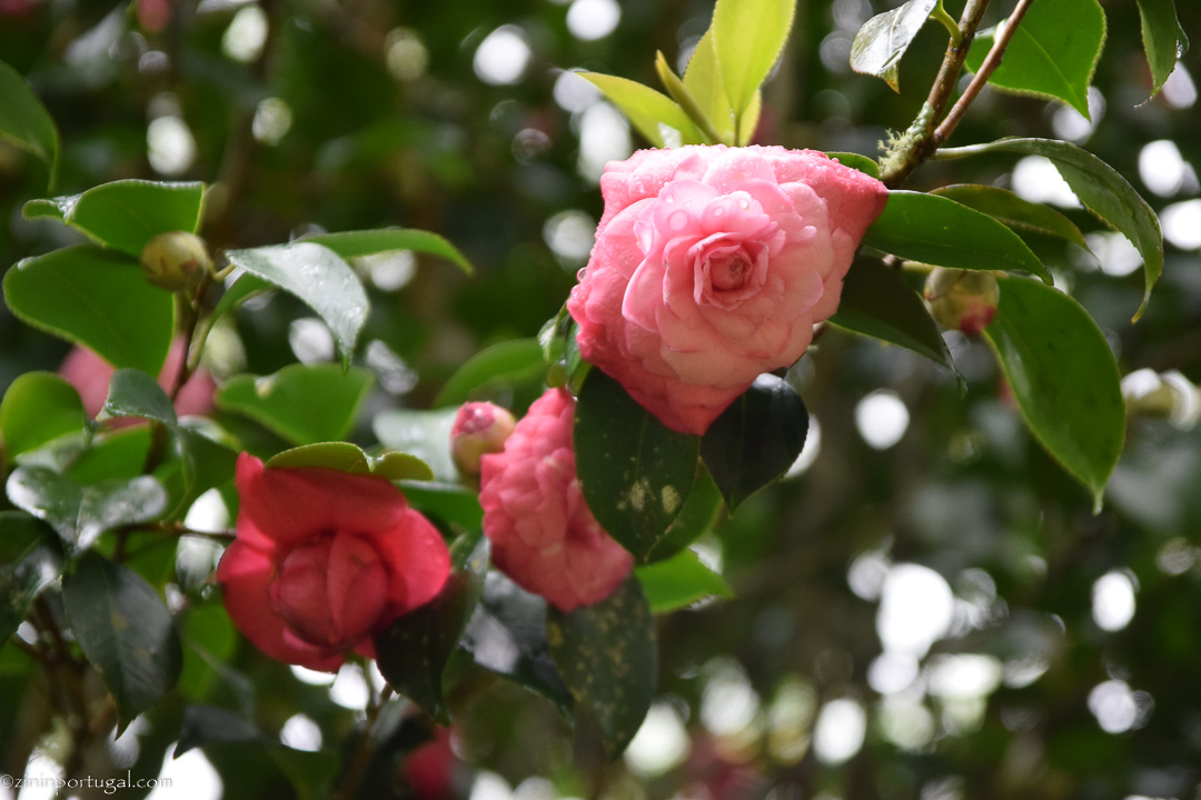 Wat zijn ze mooi, die camelia’s! – Zin in Portugal?